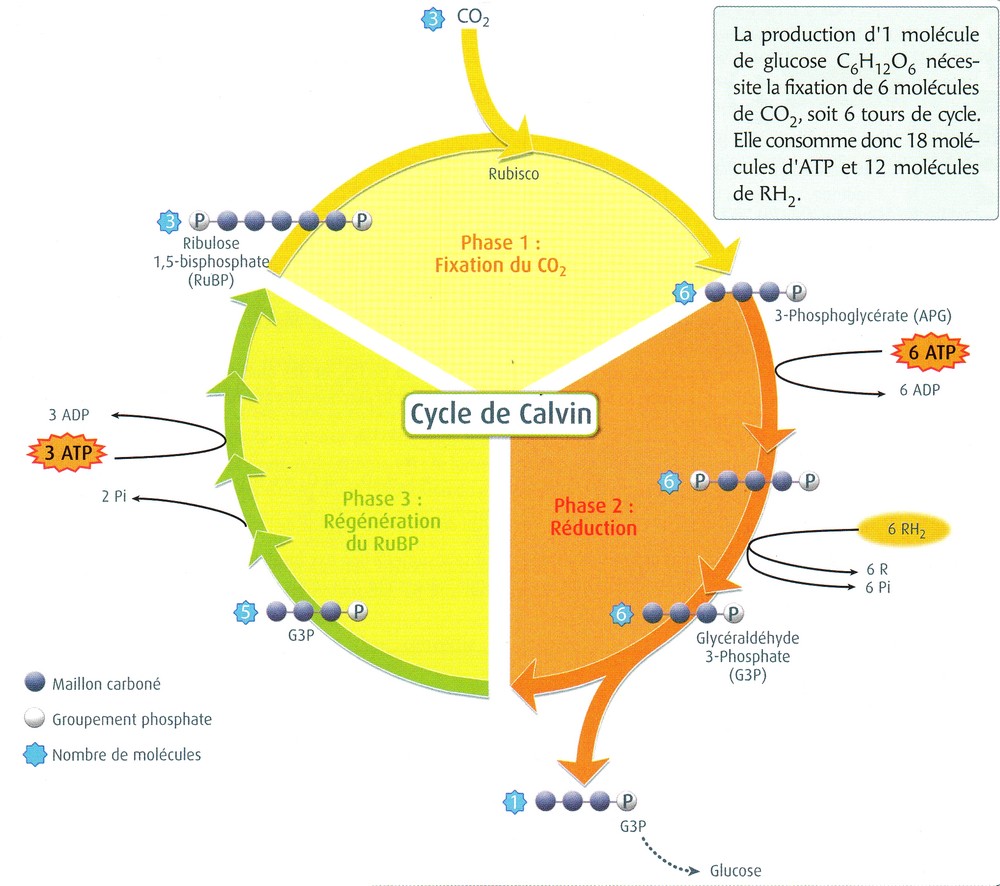 Diagramme Du Cycle De Calvin Diagramme Du Cycle De Calvin